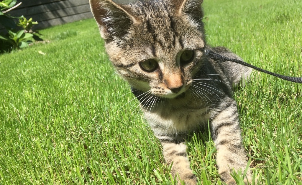 Kat en muis | Kijkje bij de Buuren